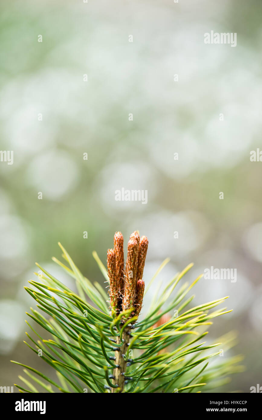 pine tree blossoms in spring on blur background Stock Photo - Alamy