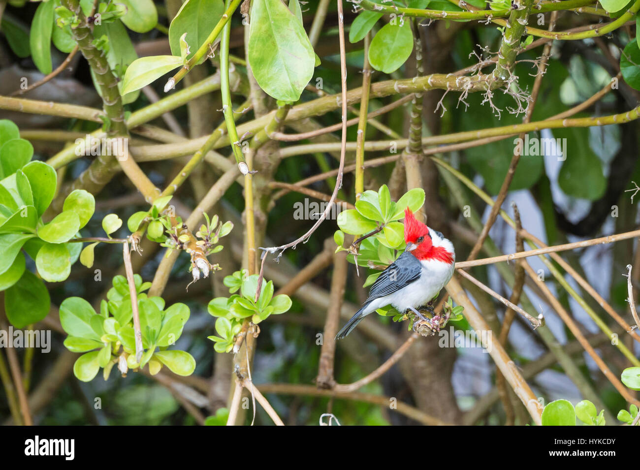 Hawaiian cardinal hi-res stock photography and images - Alamy
