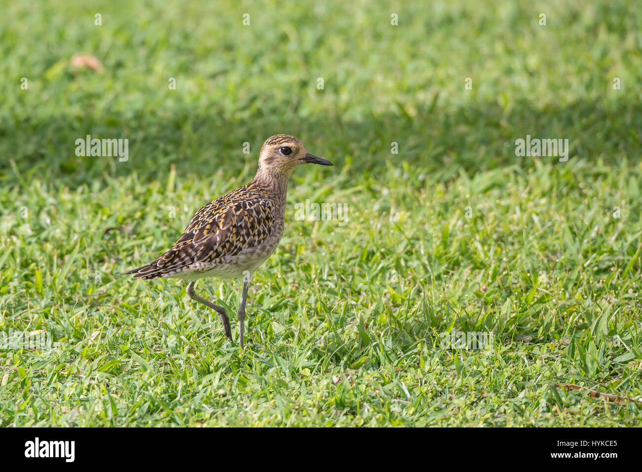 Pacific golden plover, Pluvialis fulva, winter plumage, Kauai, Hawaii ...
