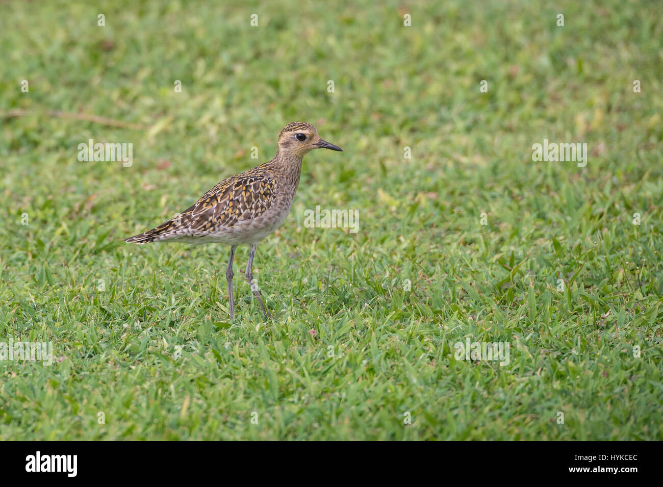 Pacific golden plover, Pluvialis fulva, winter plumage, Kauai, Hawaii ...