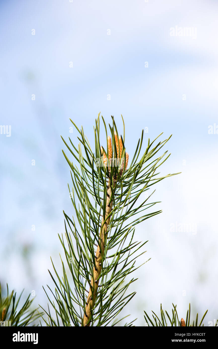 pine tree blossoms in spring on blur background Stock Photo - Alamy