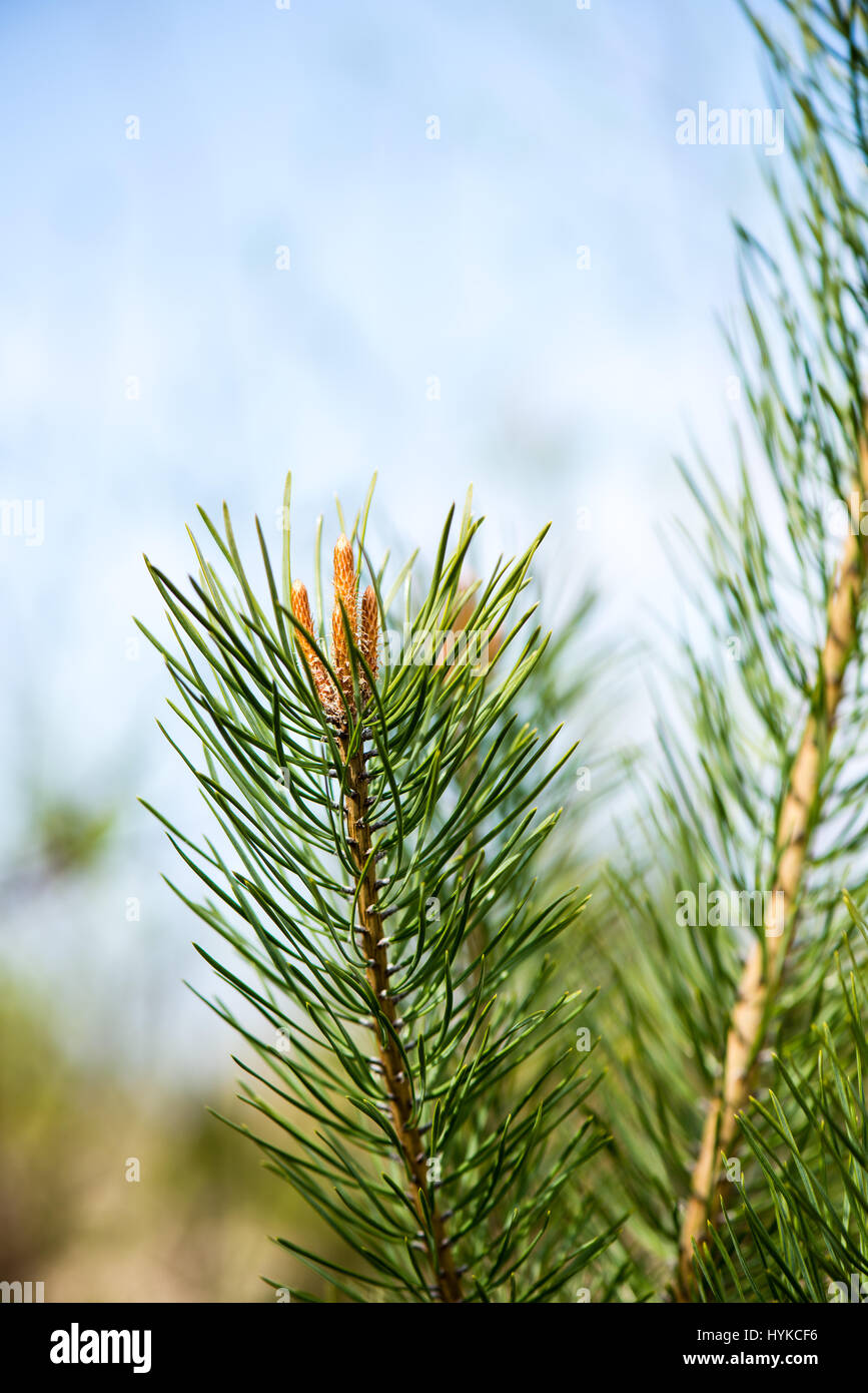 pine tree blossoms in spring on blur background Stock Photo - Alamy
