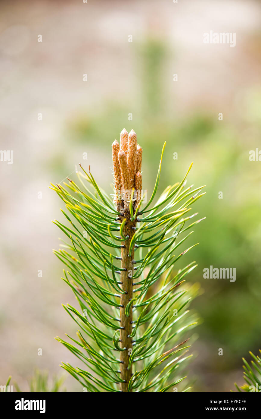 pine tree blossoms in spring on blur background Stock Photo - Alamy