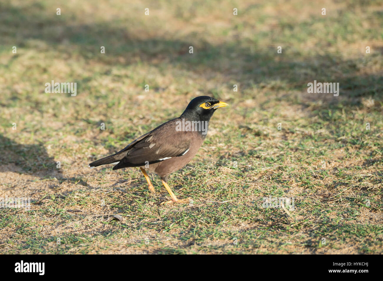 Common myna, Acridotheres tristis, Indian myna, Kauai, Hawaii, USA ...