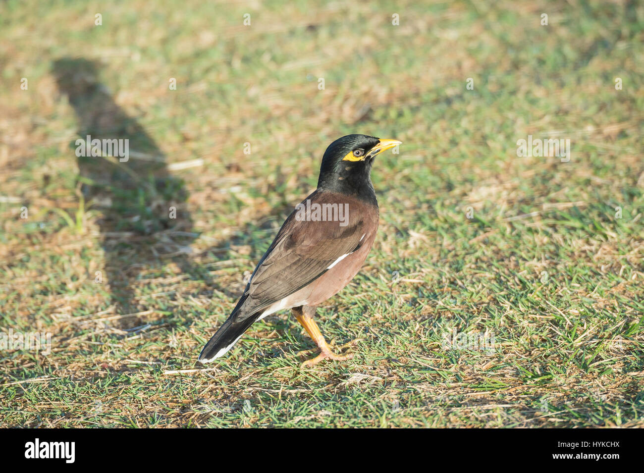 Common myna, Acridotheres tristis, Indian myna, Kauai, Hawaii, USA ...