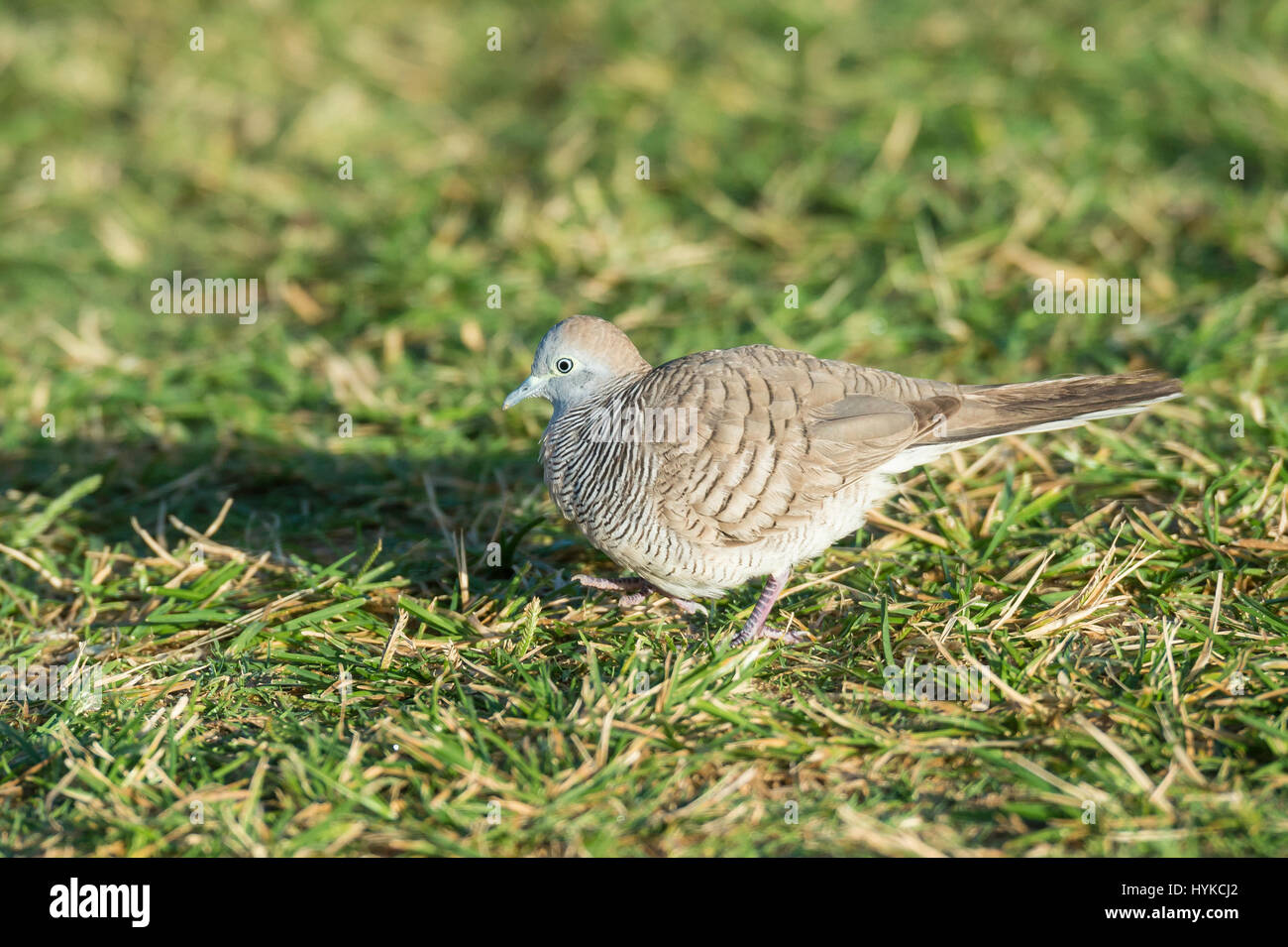 Barred Dove High Resolution Stock Photography and Images - Alamy