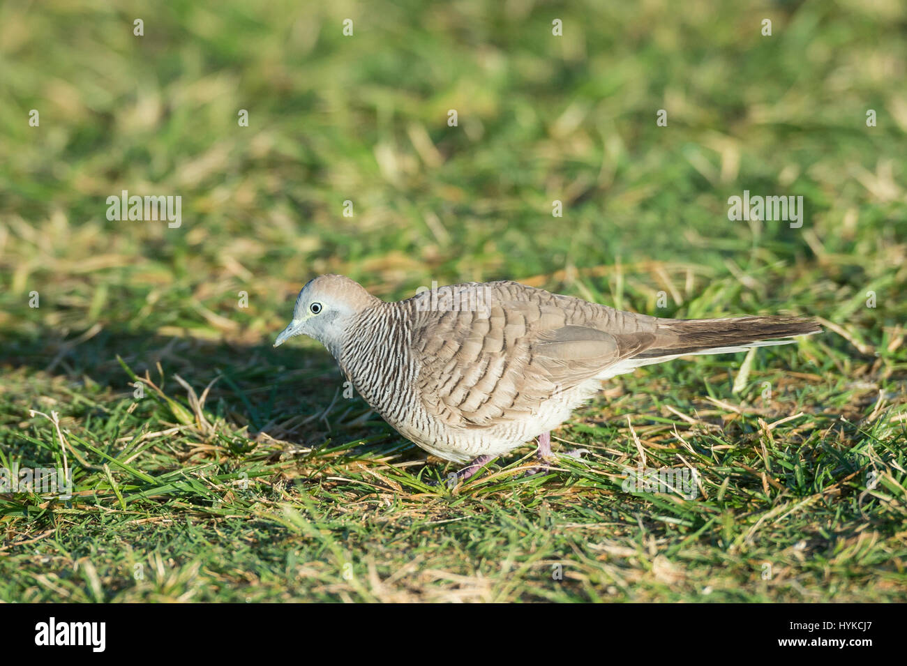 Zebra dove, Geopelia striata, (barred ground dove), Kauai, Hawaii, USA ...