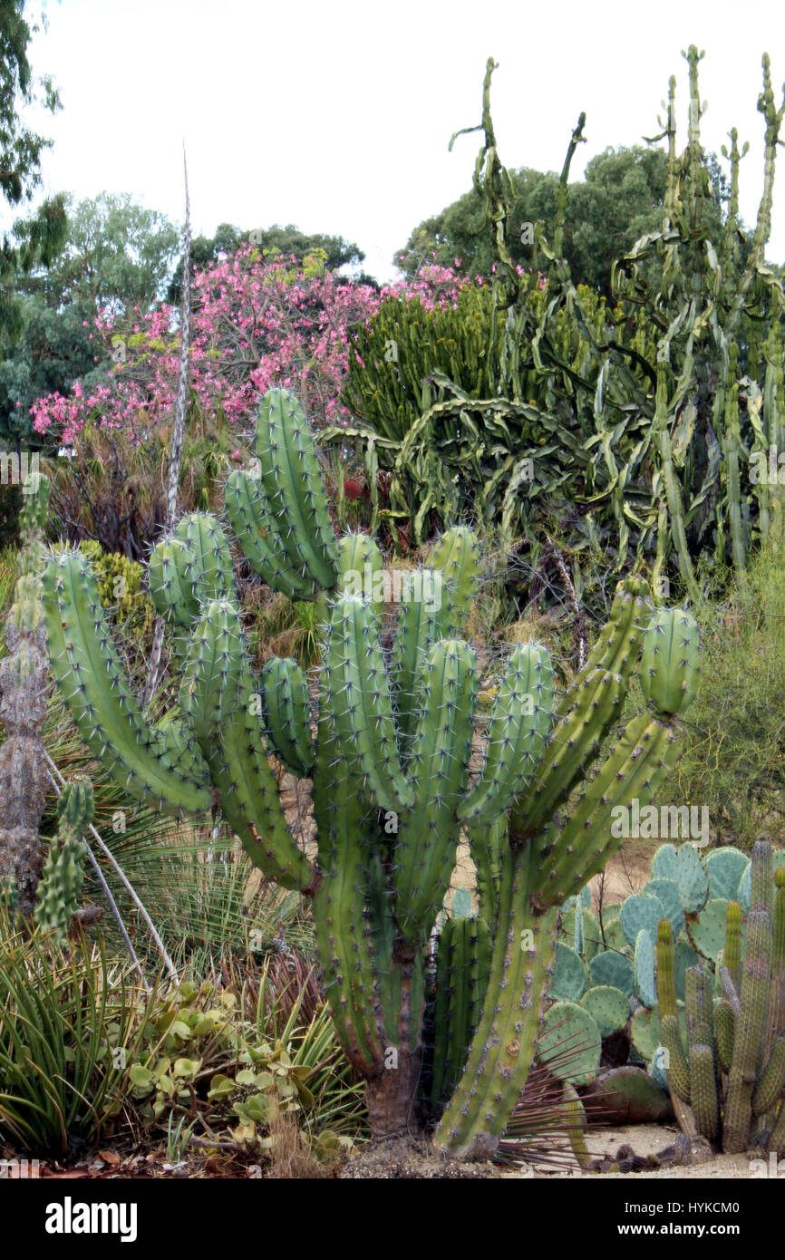 Candelabra tree cactus euphorbia in hi-res stock photography and images ...