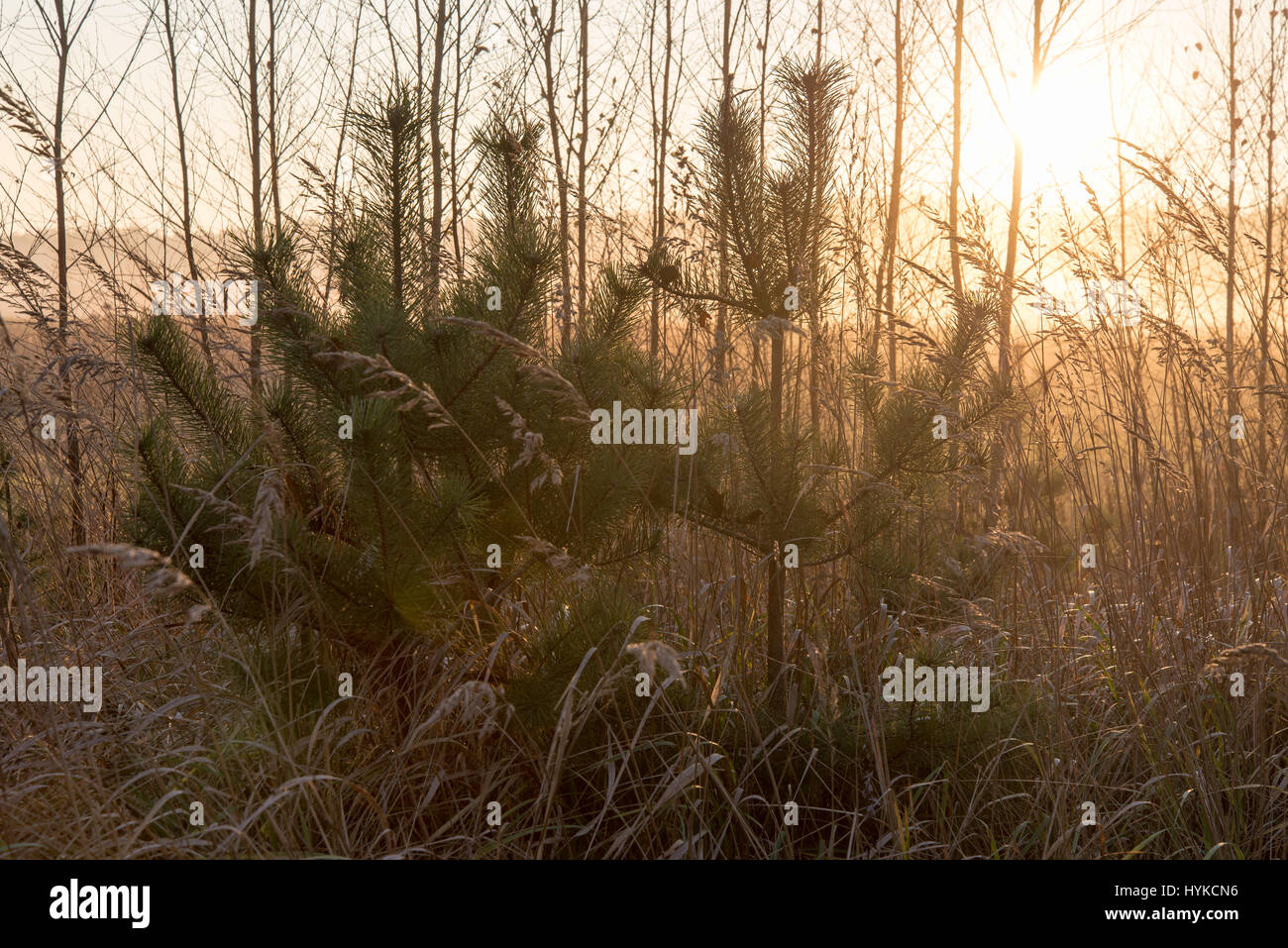 misty tree branches in bright sunlight in countyside Stock Photo - Alamy