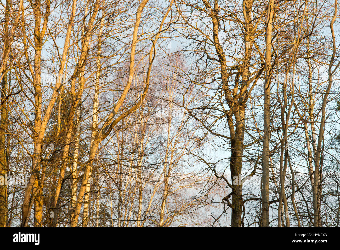 misty tree branches in bright sunlight in countyside Stock Photo - Alamy