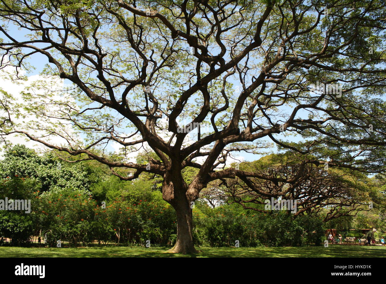 Banyan Tree at Honolulu Zoo Stock Photo - Alamy