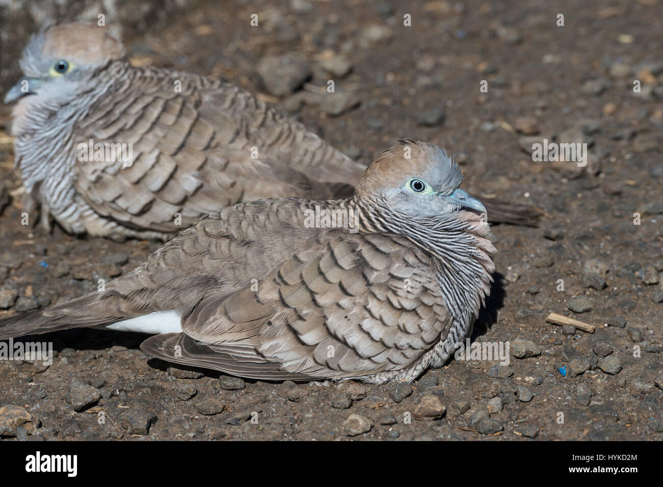 Zebra dove, Geopelia striata, (barred ground dove), Kauai, Hawaii, USA ...