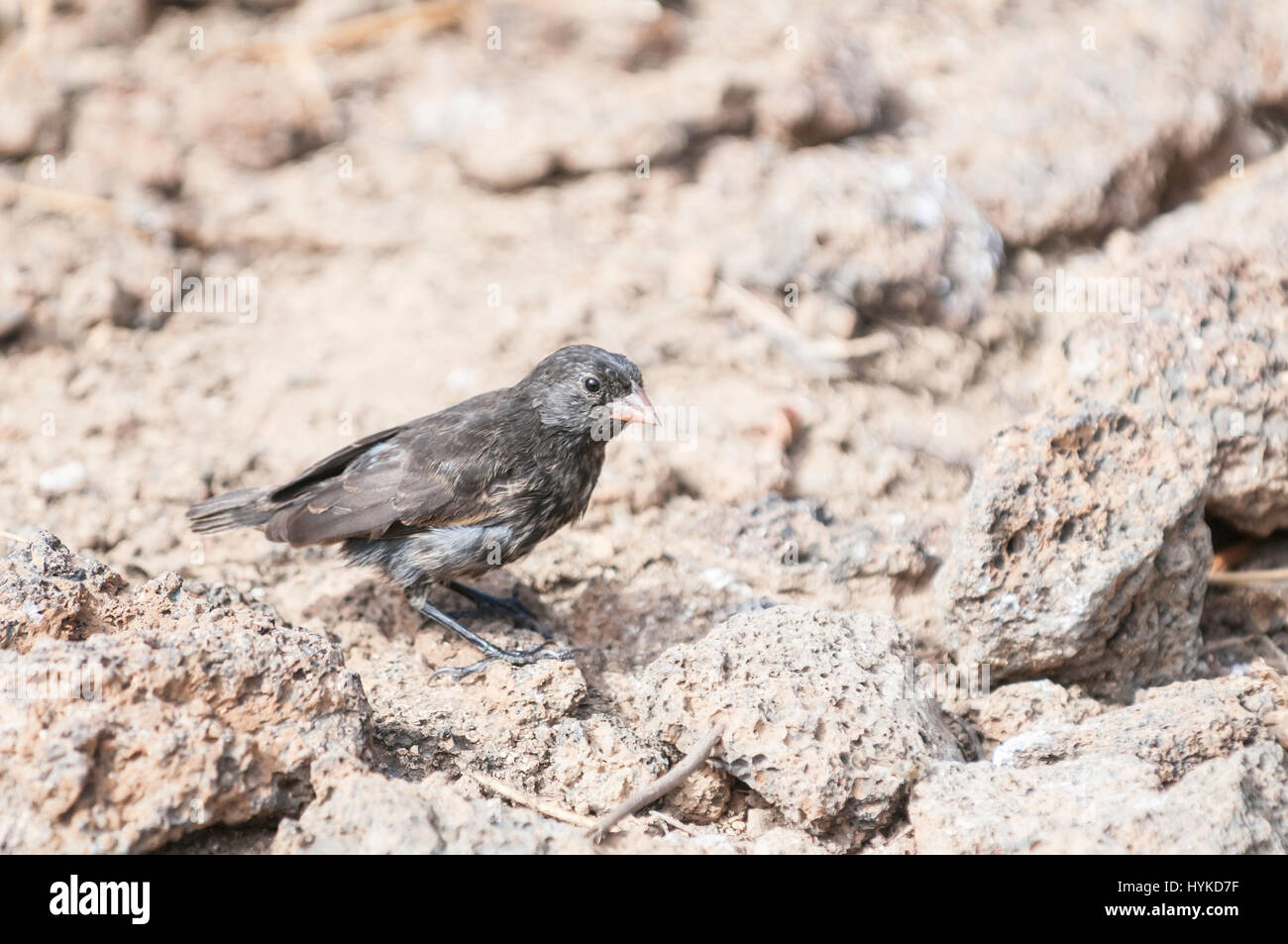 Sharp-beaked Ground Finch, Geospiza difficilis, Isla Genovesa ...
