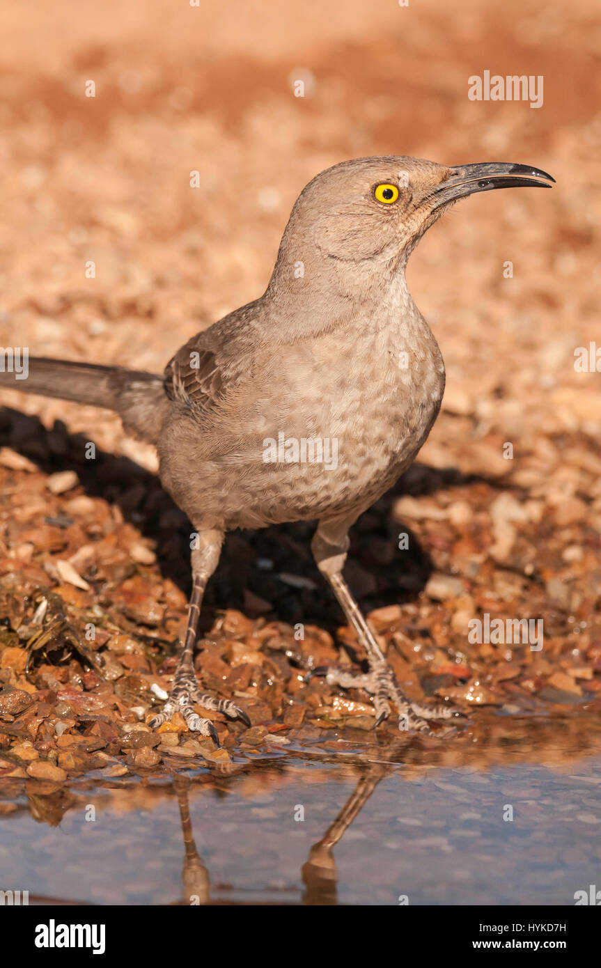 Curve Billed Thrasher