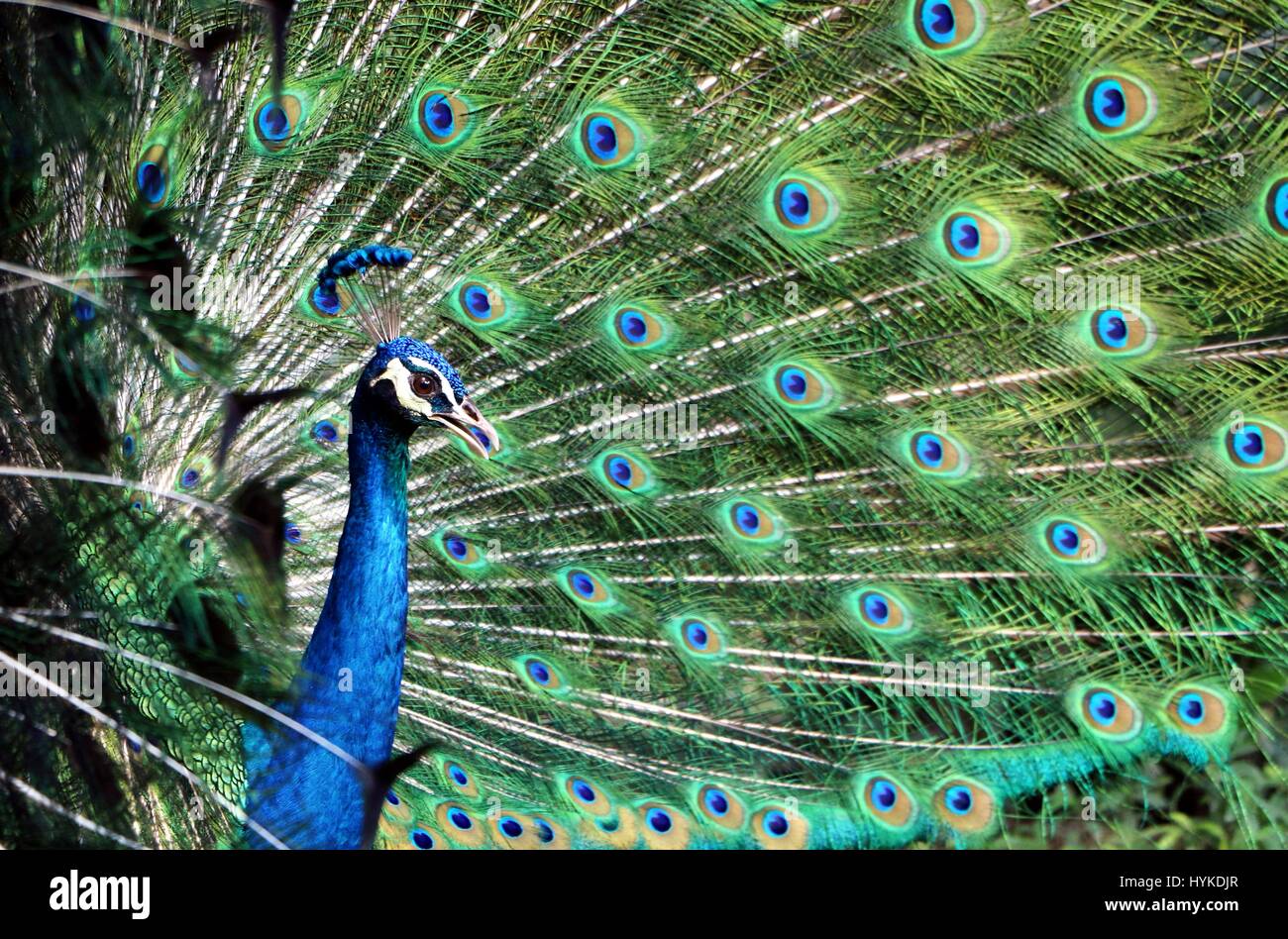 Peacock showing off feathers from side view angle Stock Photo - Alamy