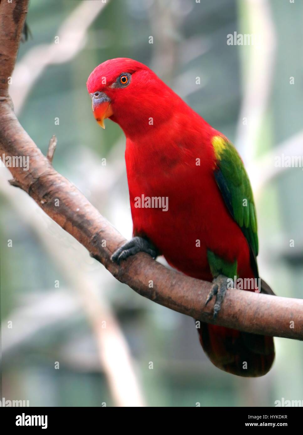 Red bird on a tree branch Stock Photo - Alamy