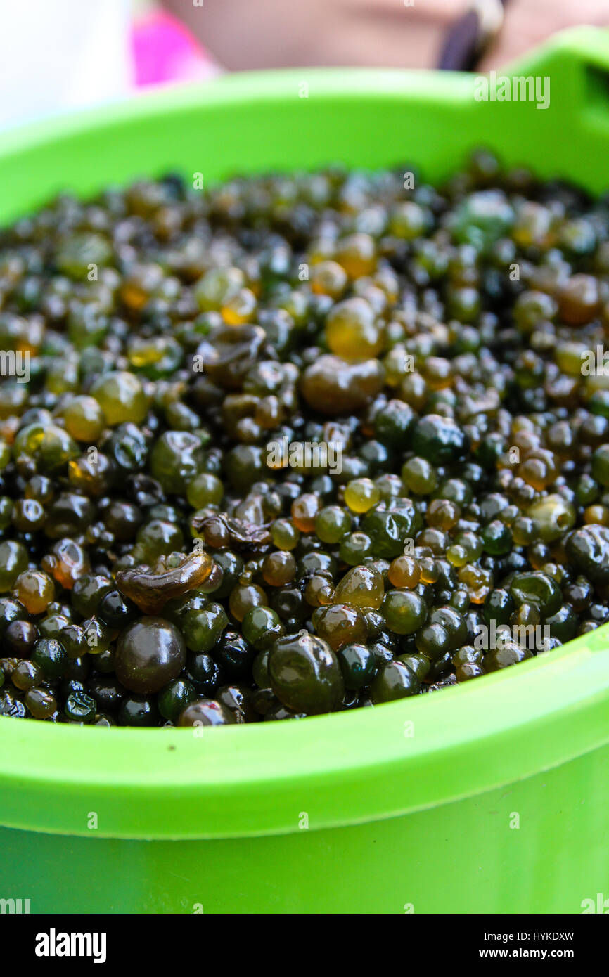 Cushuro hi-res stock photography and images - Alamy