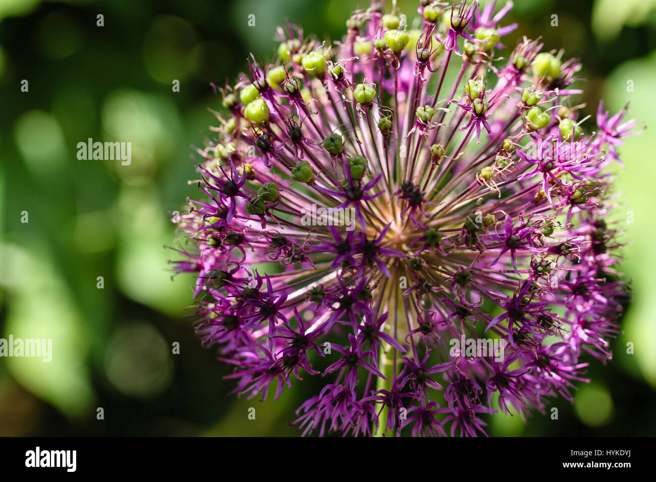 Large purple allium flower head preparing to go to seed in a sunlight ...
