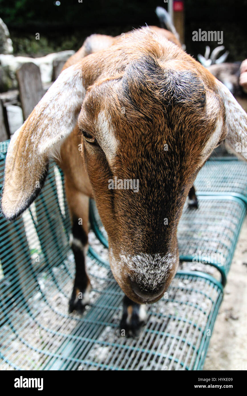 Closeup of goats face. Very friendly nanny goat at a children's petting ...