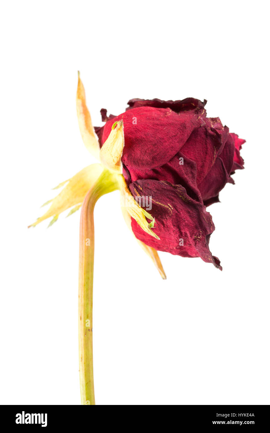 Withered rose isolated over white background Stock Photo - Alamy