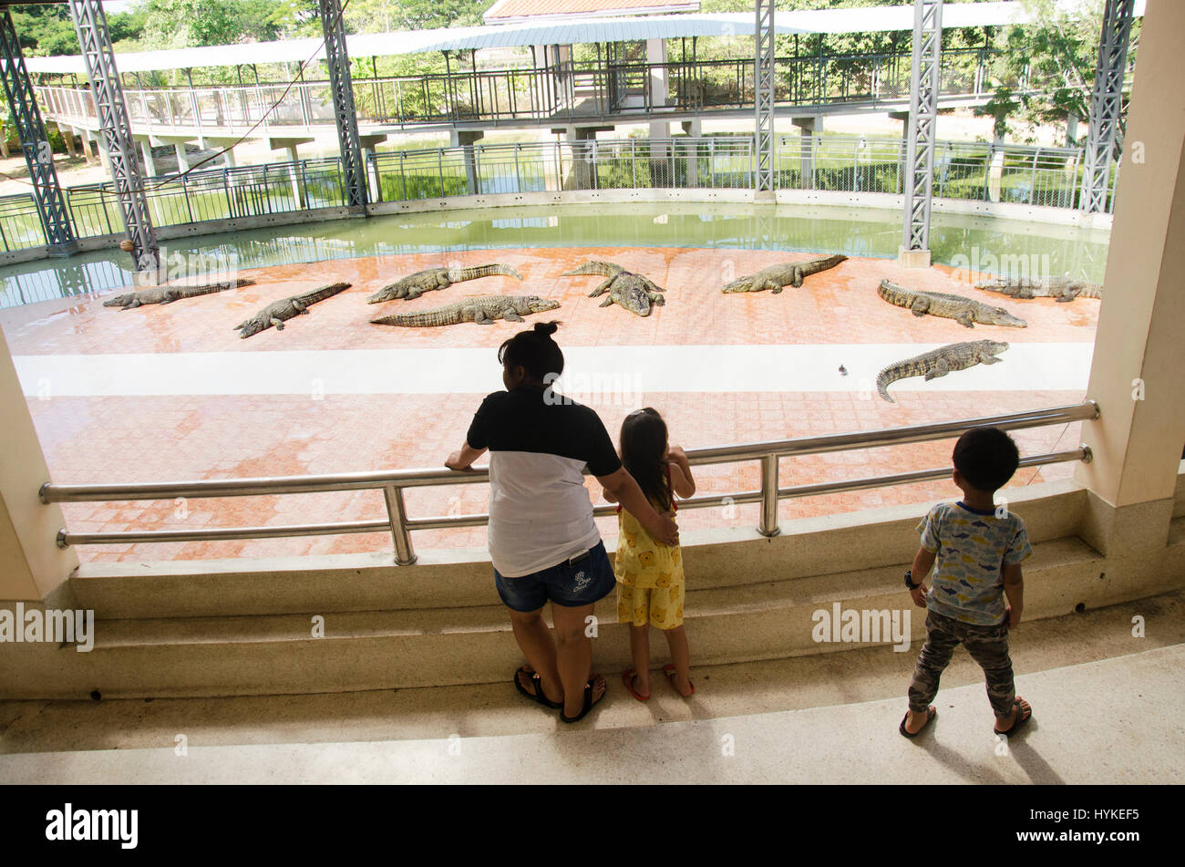 Alligator and crocodile together hi-res stock photography and images ...