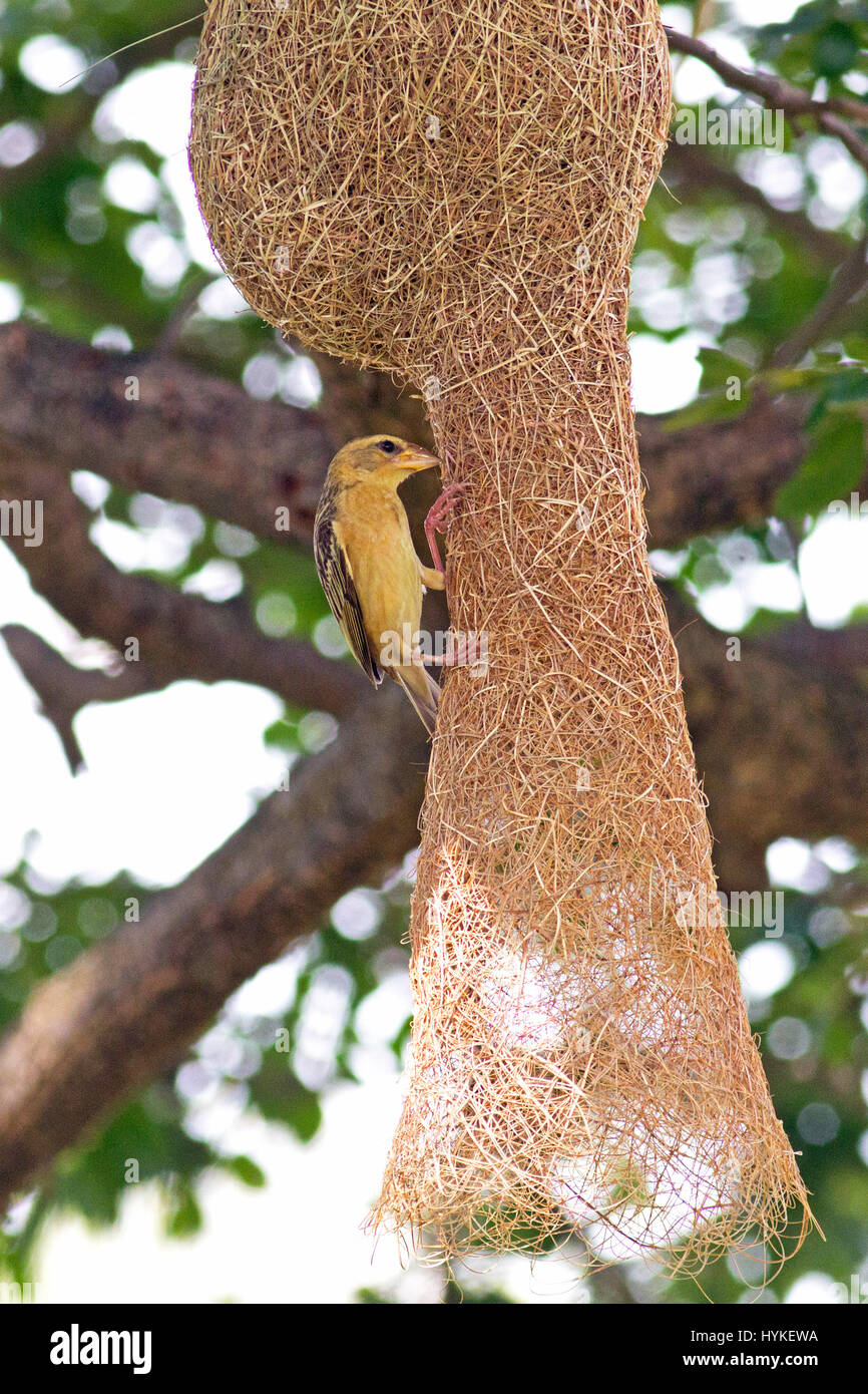 A female Baya Weaver (Ploceus philippinus) on her nest in a colony of weaverbirds in central ...