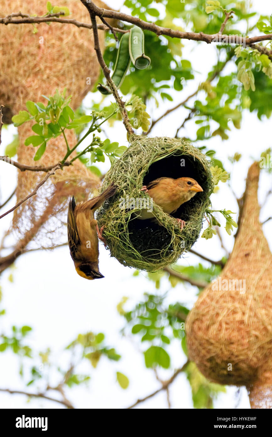 A pair of Baya Weavers (Ploceus philippinus) with the male and female on their nest in a large ...