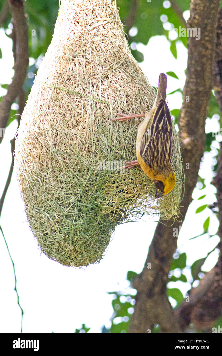 A male Baya Weaver (Ploceus philippinus) on his nest in a weaverbird colony in central Thailand ...