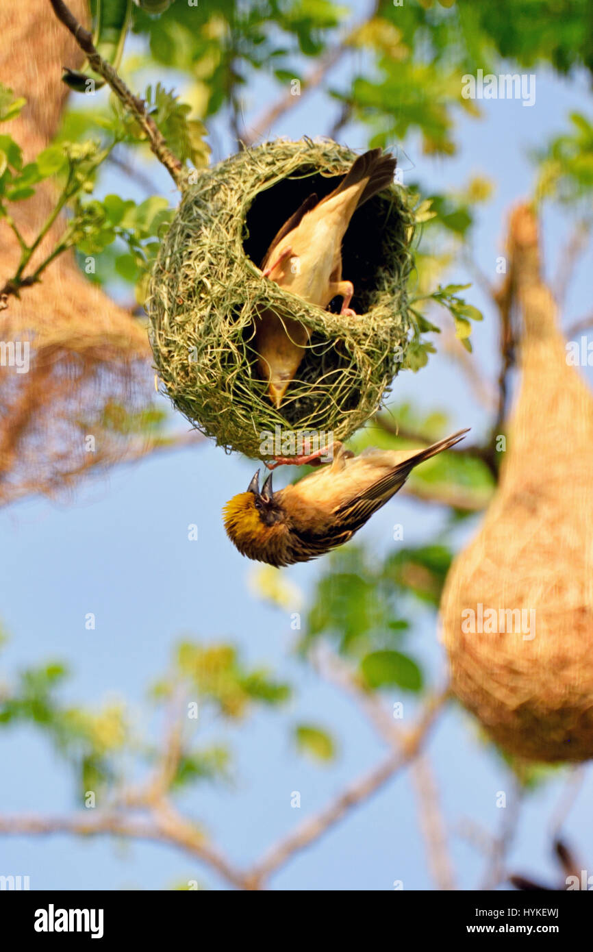 A pair of Baya Weavers (Ploceus philippinus) with the male and female on their nest in a large ...