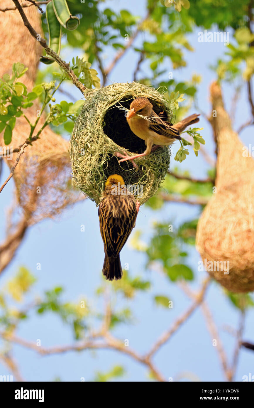 A pair of Baya Weavers (Ploceus philippinus) with the male and female on their nest in a large ...