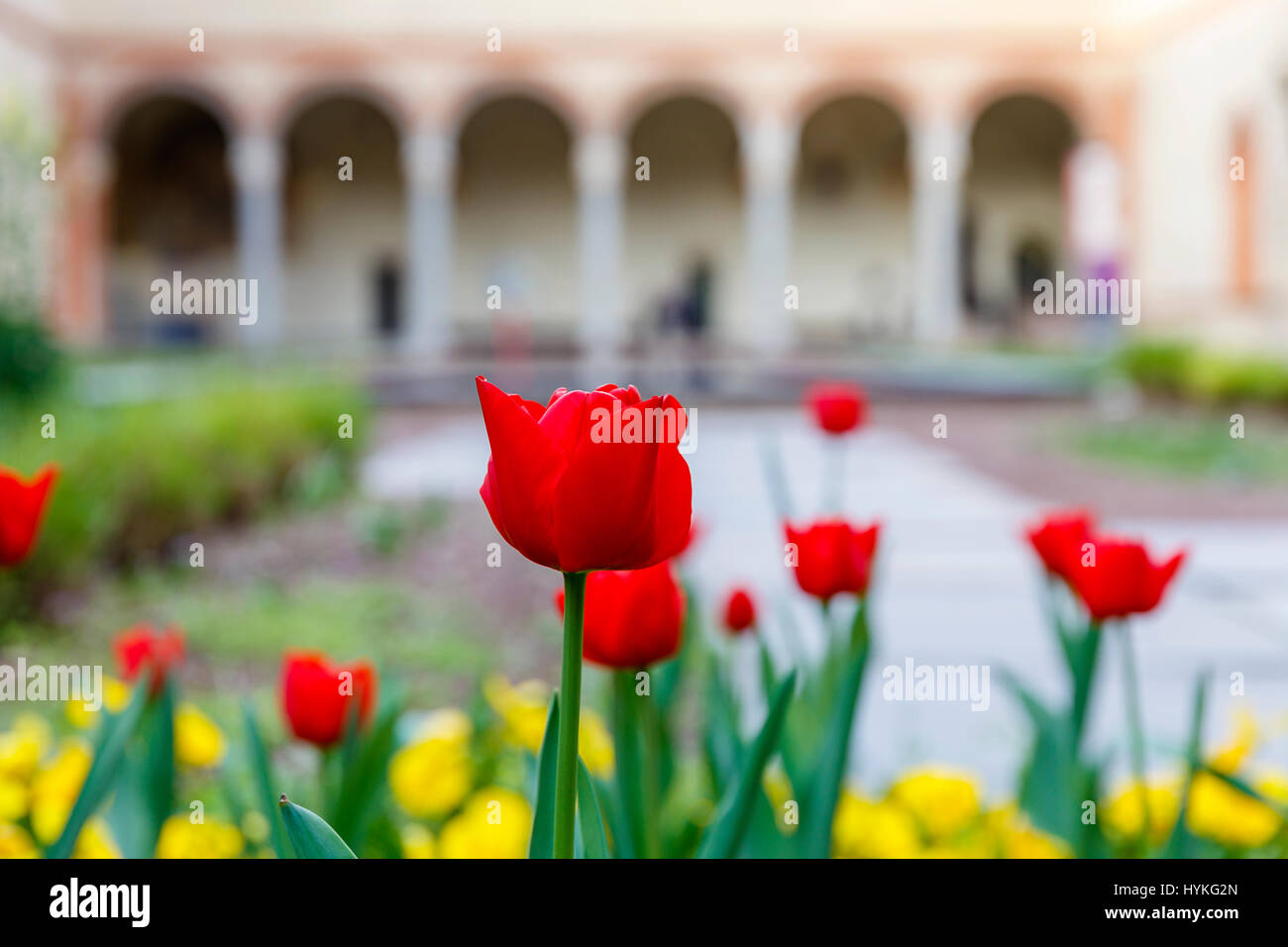 Blooming tulips in one of the castles of Milan.Italy Stock Photo - Alamy