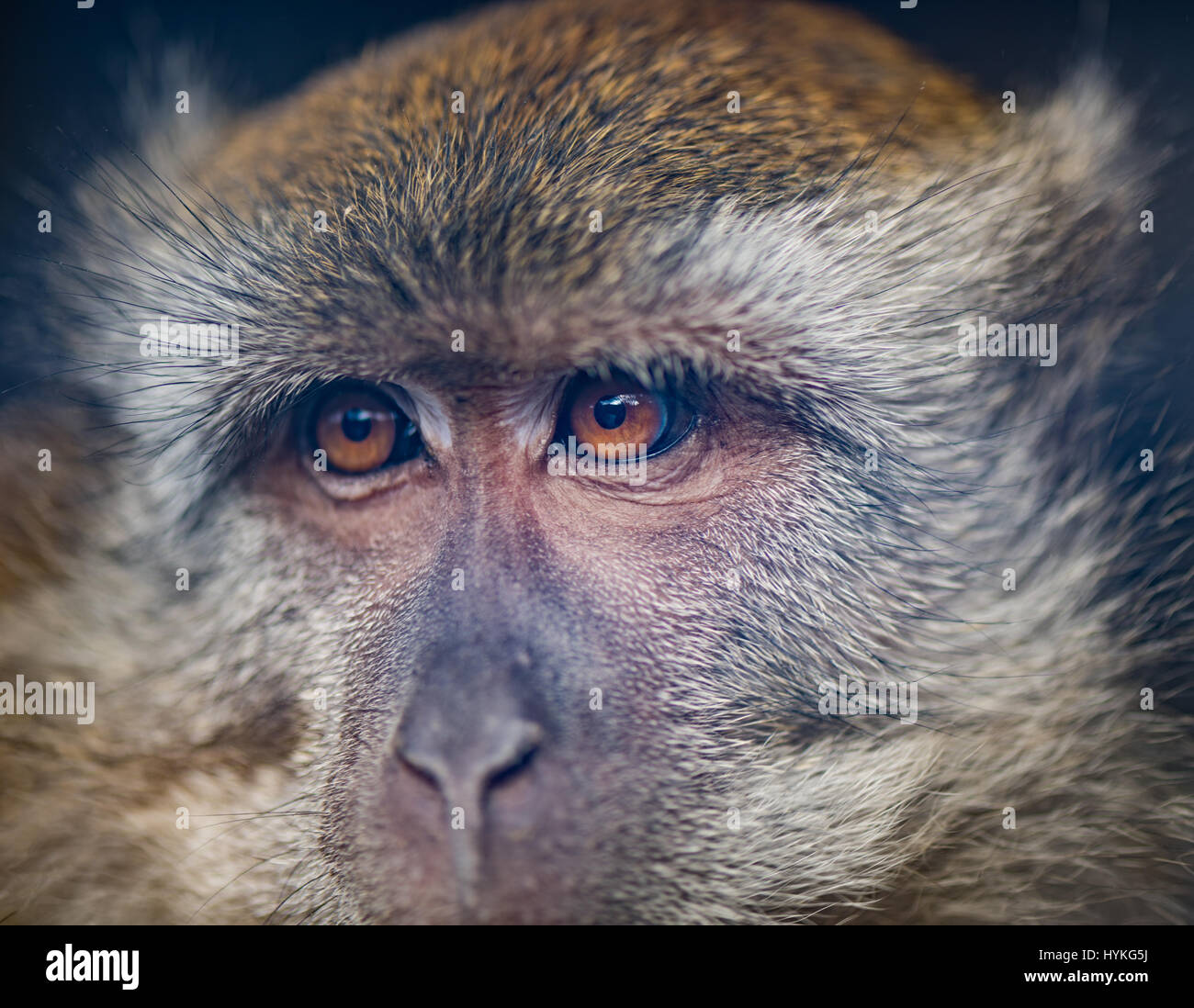 Cynomolgus macaque monkey hi-res stock photography and images - Alamy