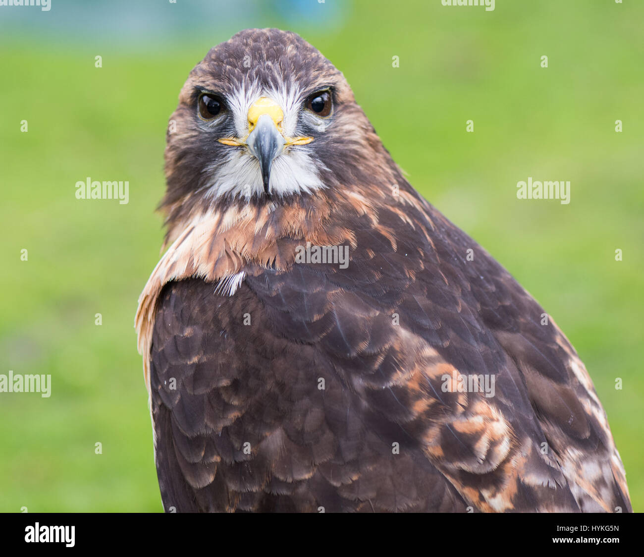 Common buzzard bird of prey hi-res stock photography and images - Alamy