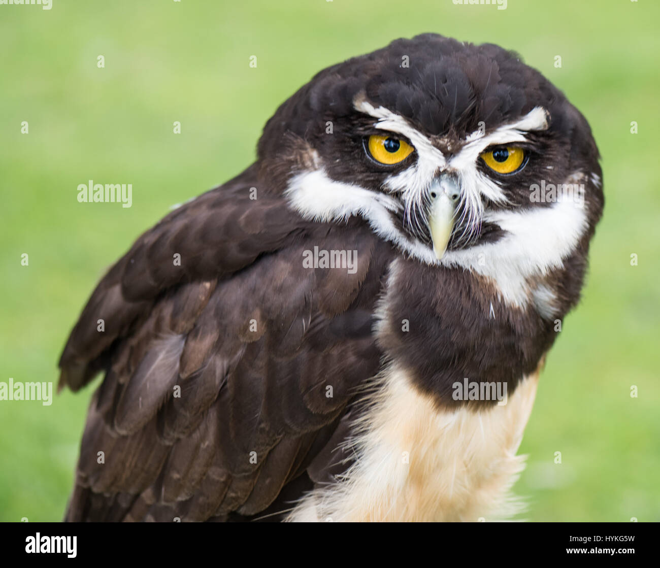 Spectacled owl hi-res stock photography and images - Alamy