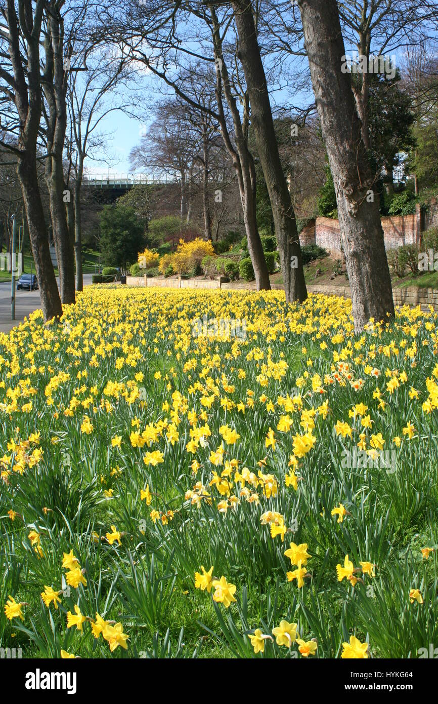 Yorkshire coastal daffodils hi-res stock photography and images - Alamy