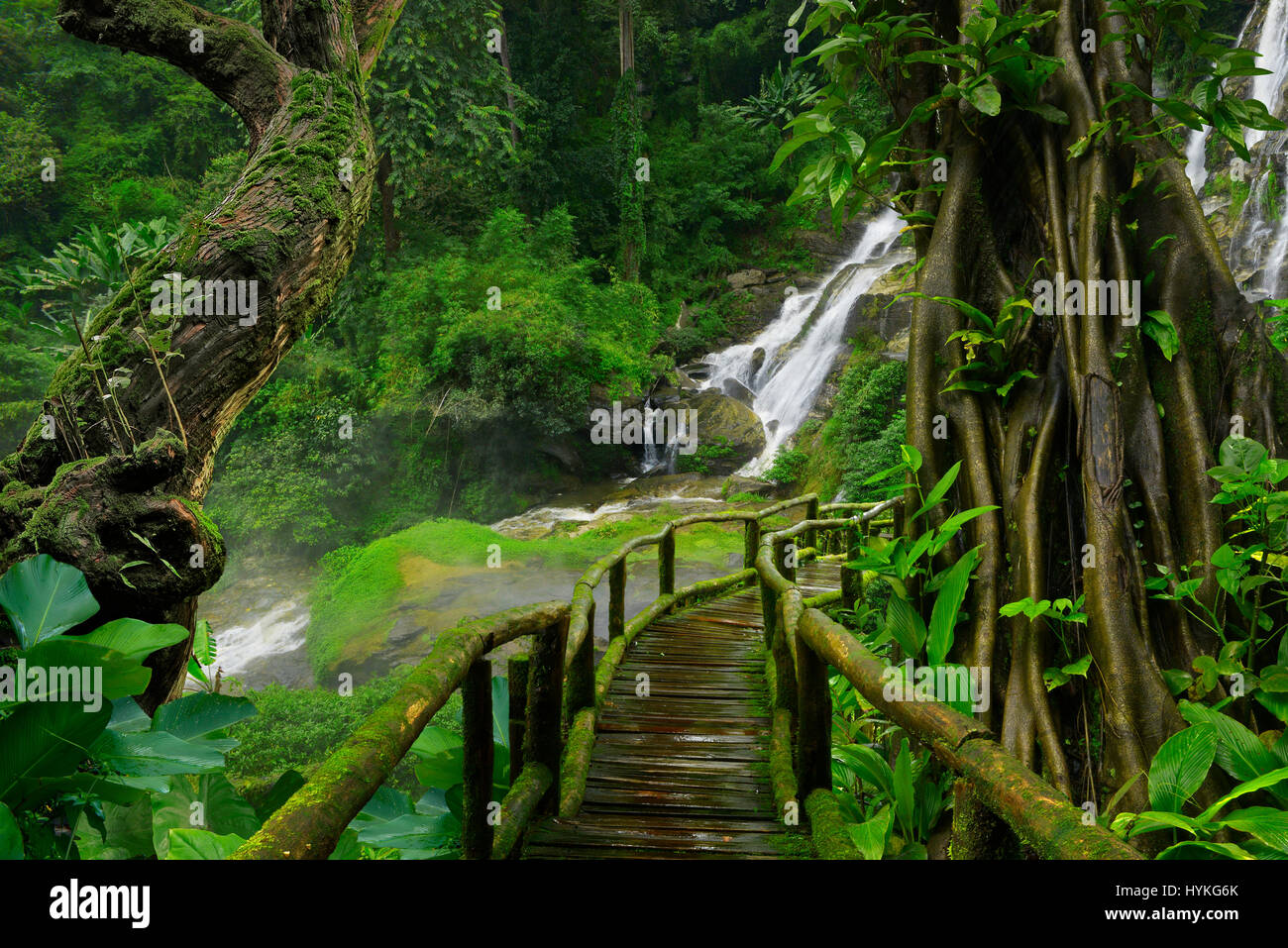 Rainforest in Asia Stock Photo - Alamy