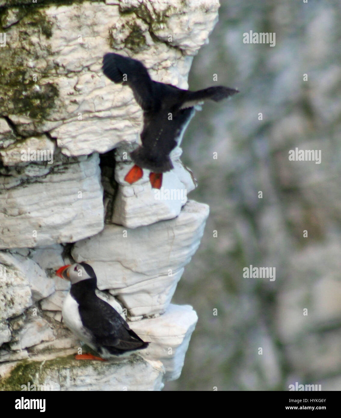 RSPB Reserve Bempton Cliffs Stock Photo - Alamy