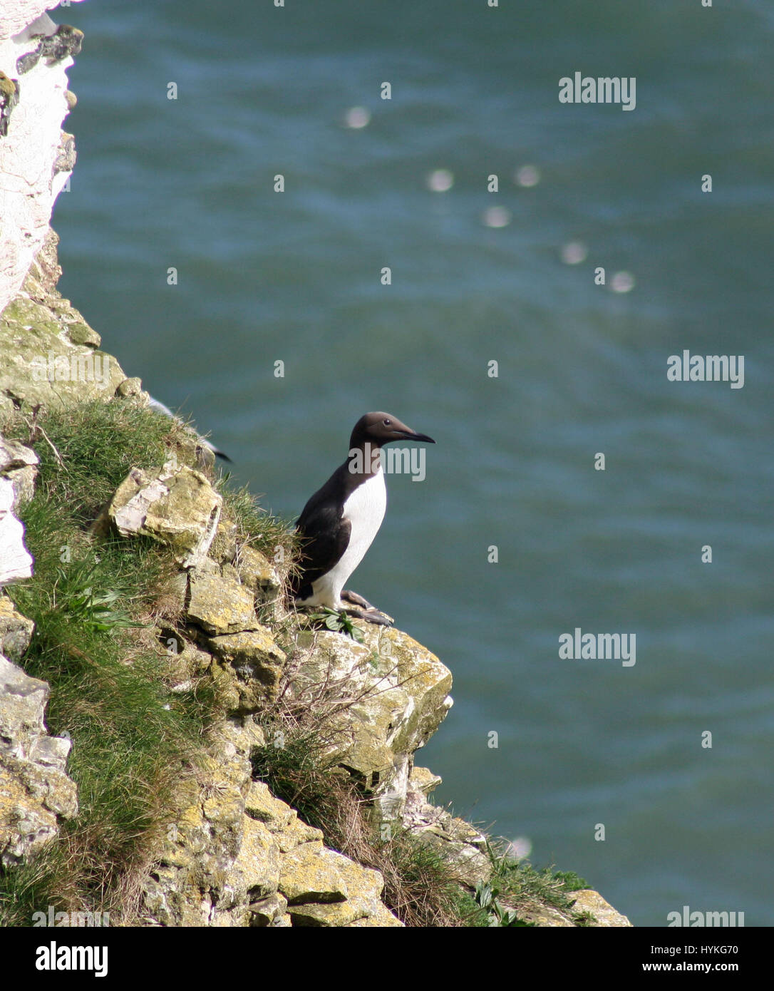 RSPB Reserve Bempton Cliffs Stock Photo - Alamy