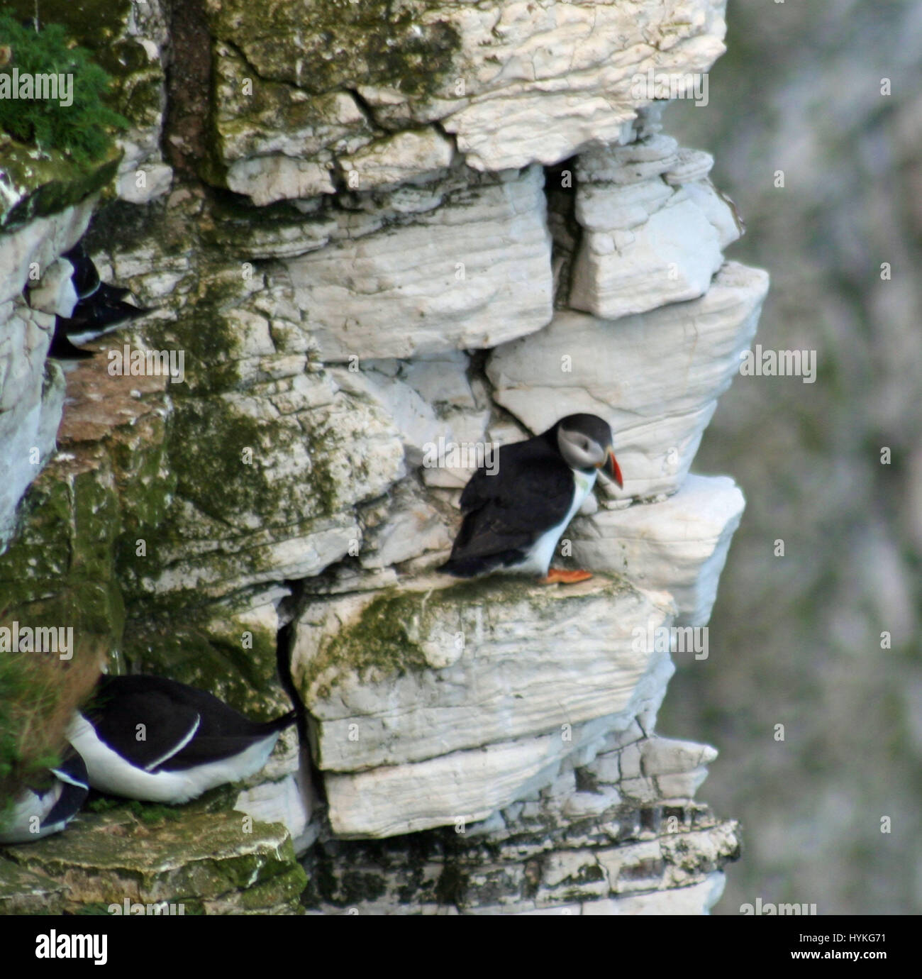 RSPB Reserve Bempton Cliffs Stock Photo - Alamy
