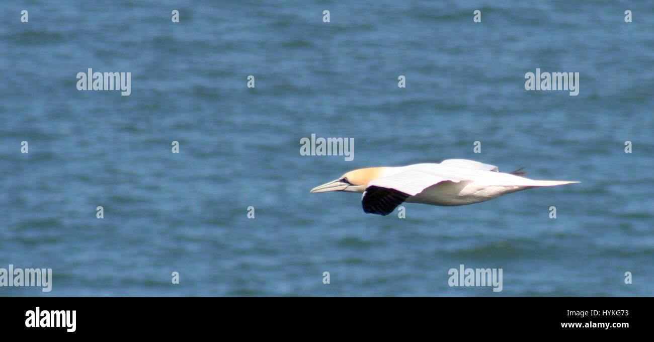 RSPB Reserve Bempton Cliffs Stock Photo - Alamy