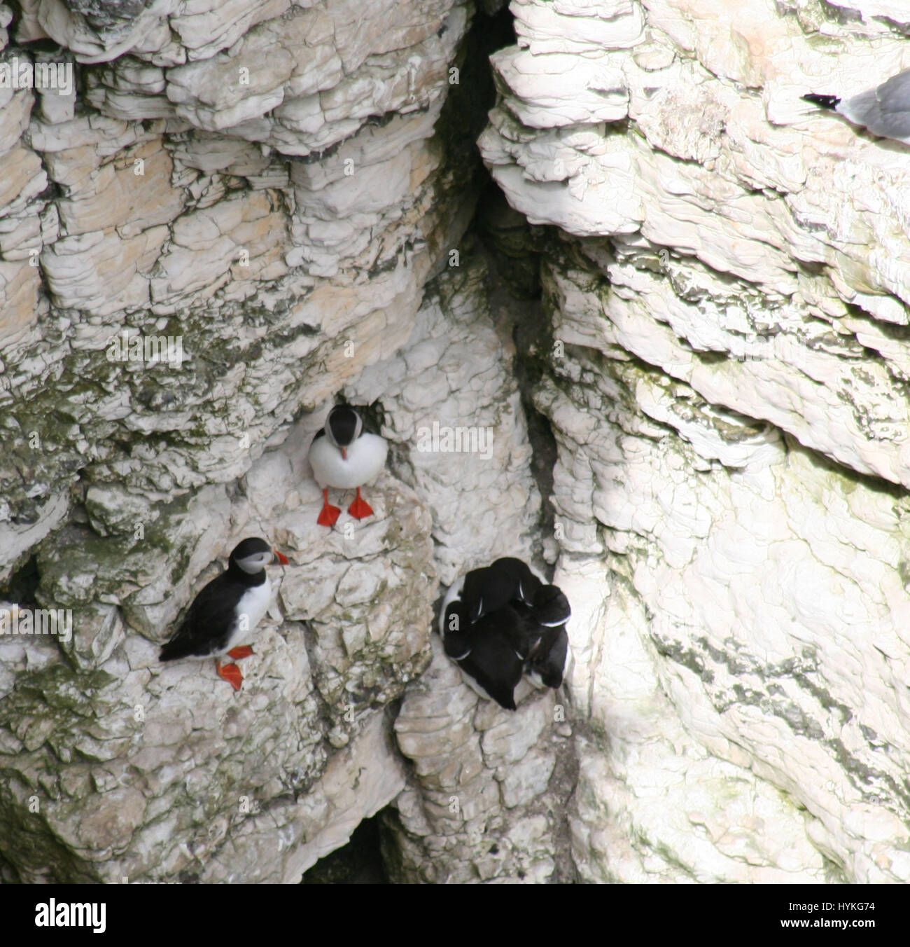 RSPB Reserve Bempton Cliffs Stock Photo - Alamy