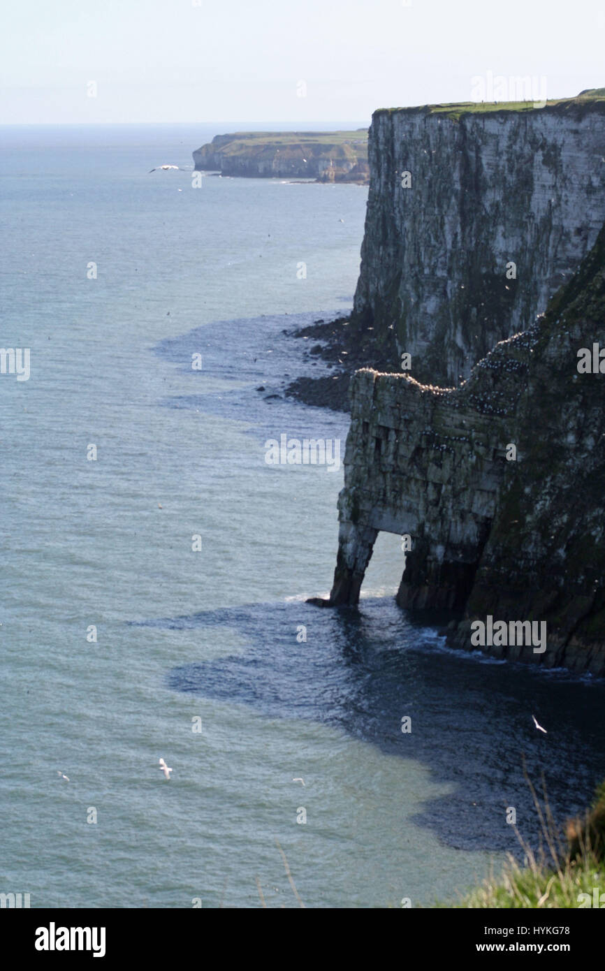 RSPB Reserve Bempton Cliffs Stock Photo - Alamy