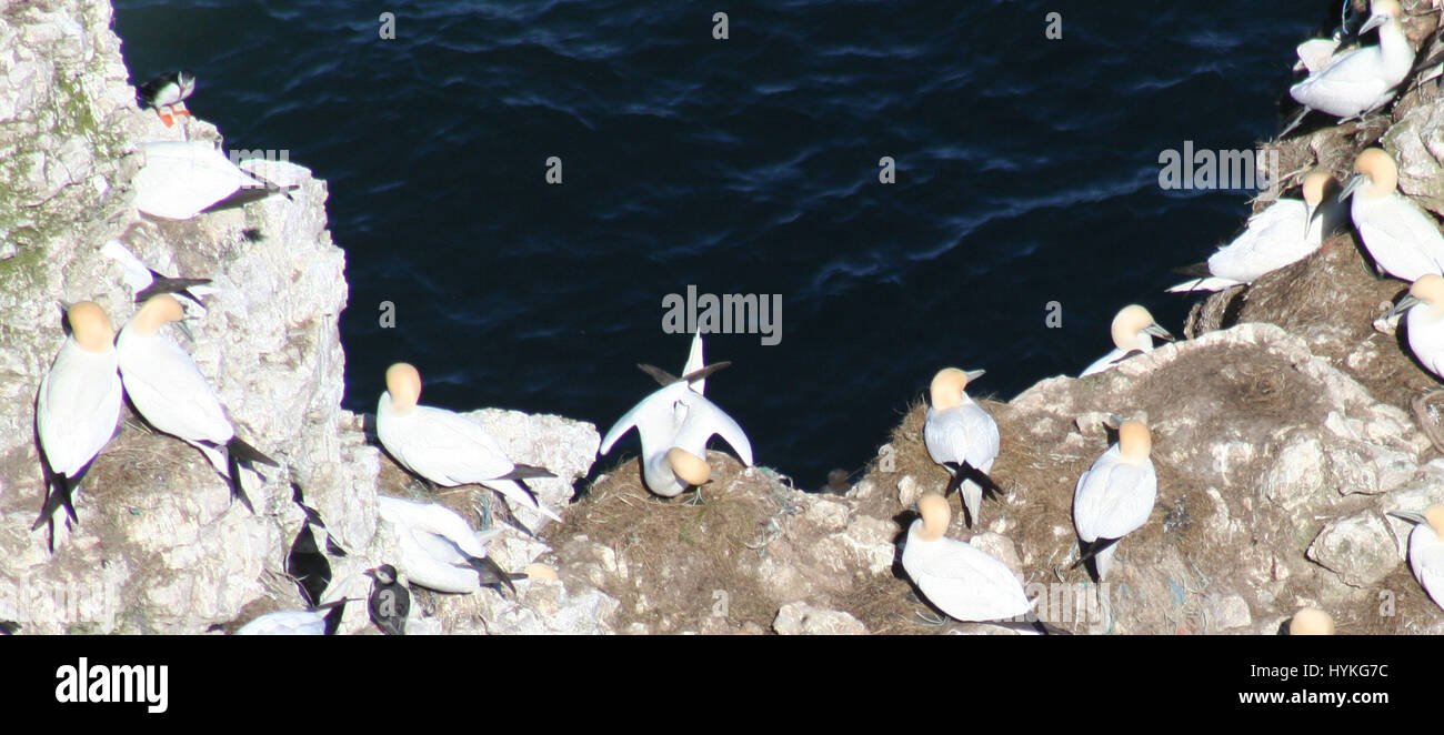 RSPB Reserve Bempton Cliffs Stock Photo - Alamy