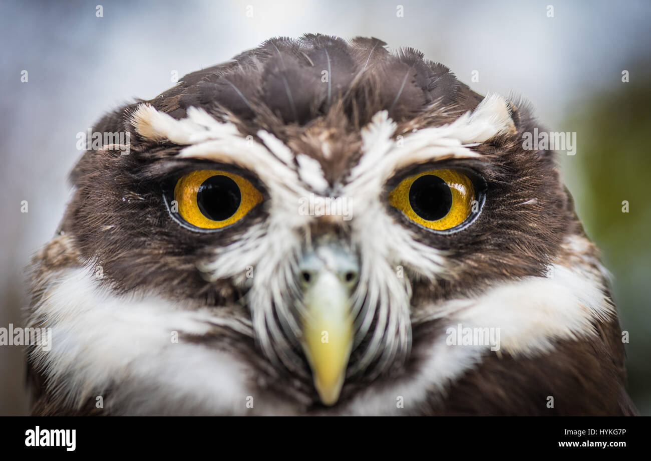 Spectacled owl hi-res stock photography and images - Alamy