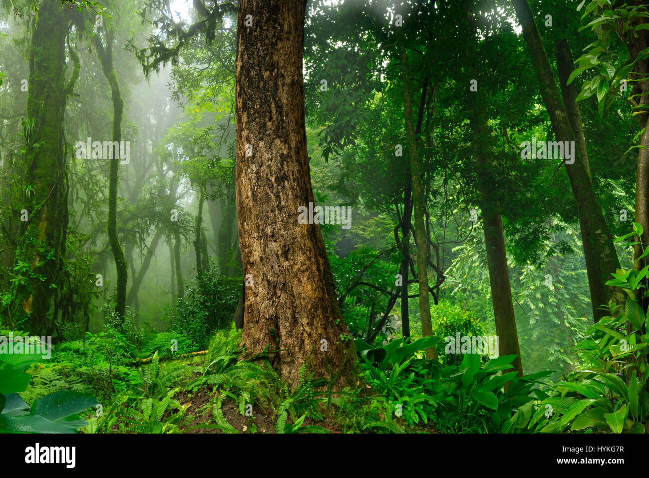 Rainforest in Asia Stock Photo - Alamy