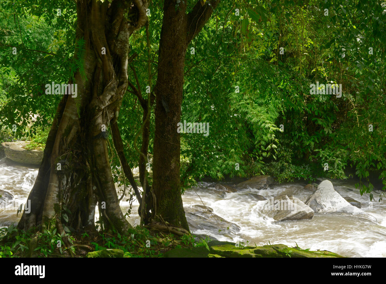 Rainforest in Asia Stock Photo - Alamy
