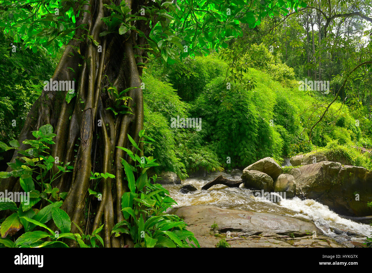 Rainforest in Asia Stock Photo - Alamy