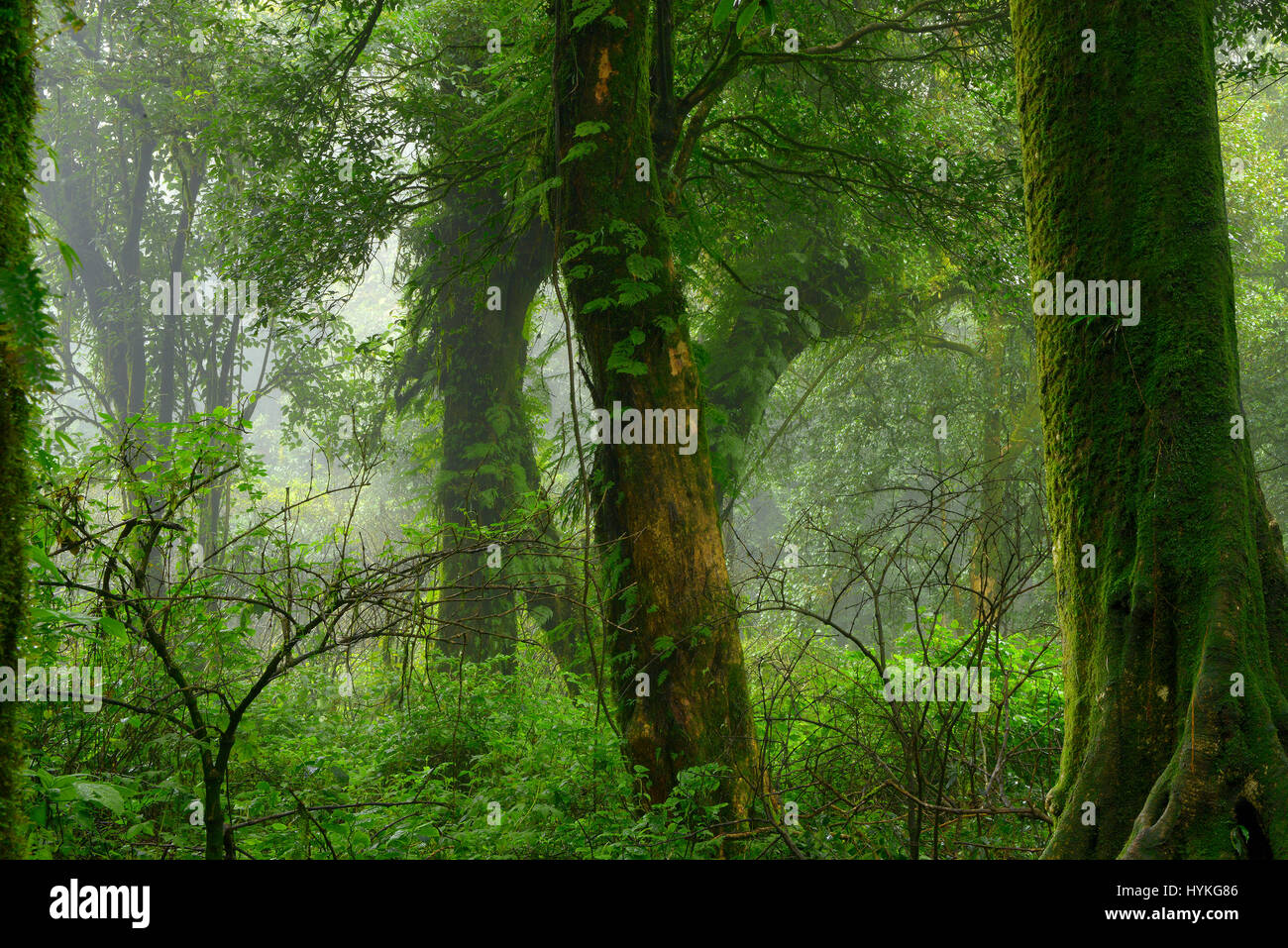 Rainforest in Asia Stock Photo - Alamy