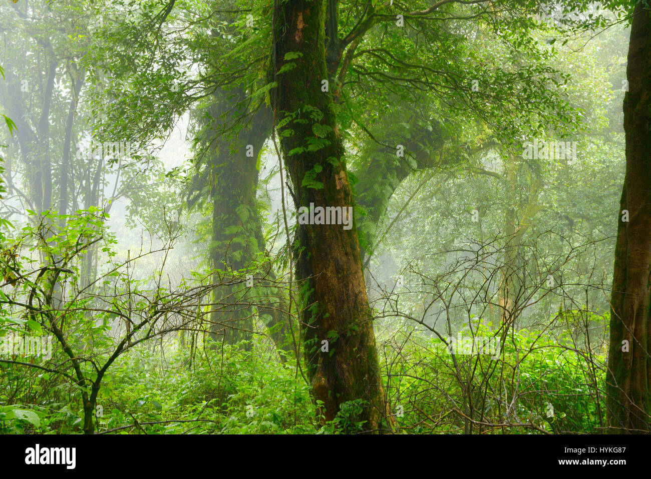 Rainforest in Asia Stock Photo - Alamy