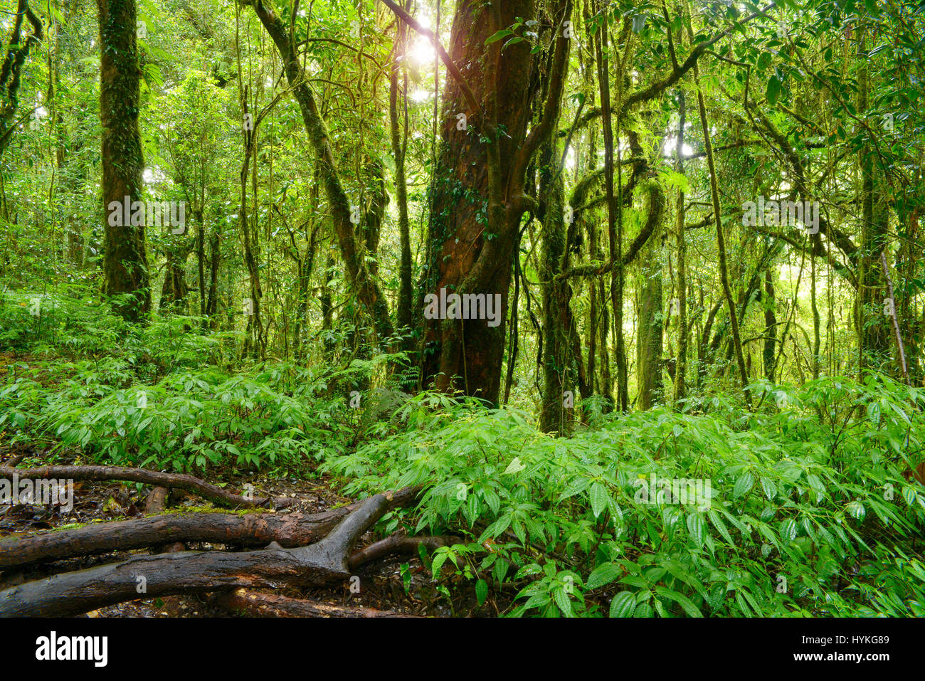 Rainforest in Asia Stock Photo - Alamy